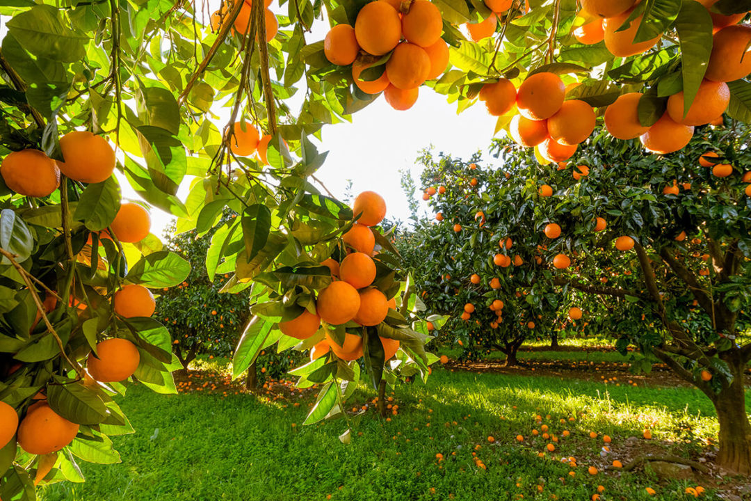Discover the citrus conservatory of INRA and CIRAD of Corsica.